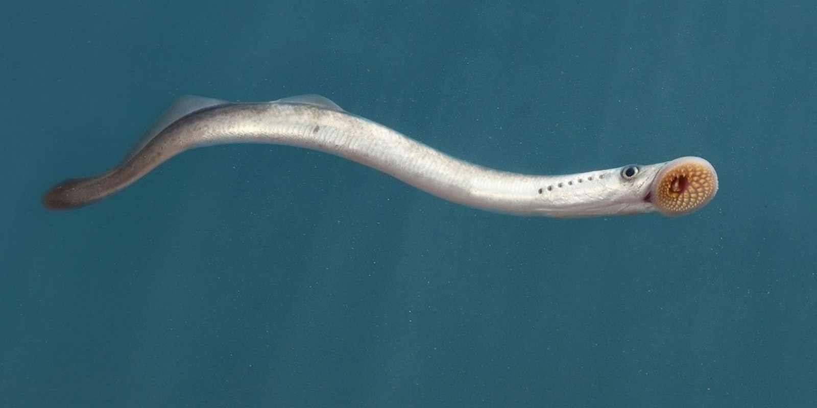 Petromyzon marinus Linnaeus 1758